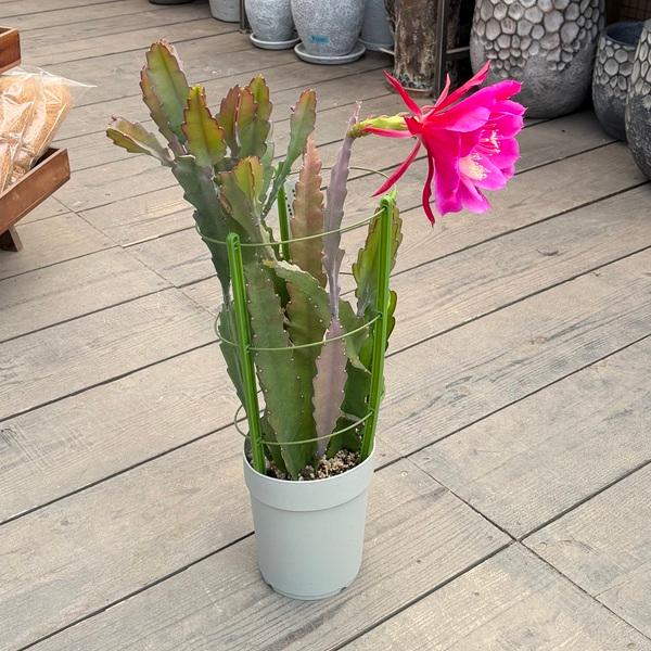 サボテン科　エピフィルム属　常緑多肉植物　耐寒温度5℃撮影：3月●ご確認ください写真は見本となります。樹形やボリュームなど株により個体差があります。植物ですのでお届け時期により状態は変わります。鉢の色や形状が変更となる場合があります。写真の...