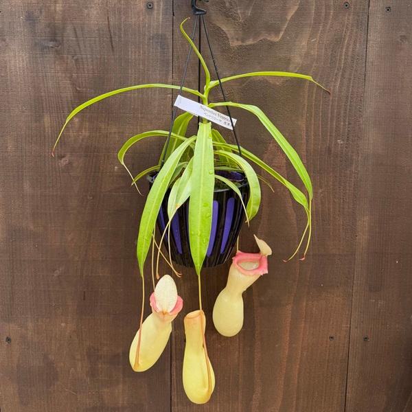 寒い時期は捕虫袋が枯れてなくなります。ご購入時期によっては捕虫袋がない場合がありますのでご了承ください。科目：ウツボカズラ科／属名：ウツボカズラ属／別名：ネペンテス／花言葉：熱い感動／非耐寒性多年草／耐寒温度約15℃撮影：3月＊数量ものの為...