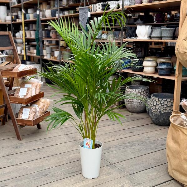 スーパーアレカヤシは、通常のアレカヤシよりも深緑で艶のある葉が特徴です。葉の幅が広く、コンパクトに育ち形が崩れにくいです。ヤシ科　クリサリドカルプス属撮影：3月●ご確認ください写真は見本となります。樹形やボリュームなど多少異なります。植物で...