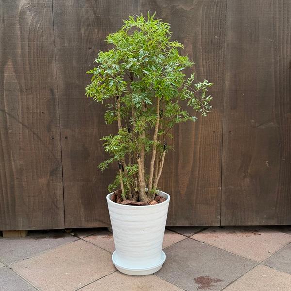 科目：ウコギ科／属名：ポリシャス属 ／別名：ポリスキアス／半耐寒性常緑低木／耐寒温度10℃ （環境・生育状況により変わります）撮影：3月●ご確認ください写真は見本となります。樹形やボリュームなど多少異なります。植物ですのでお届け時期により状...