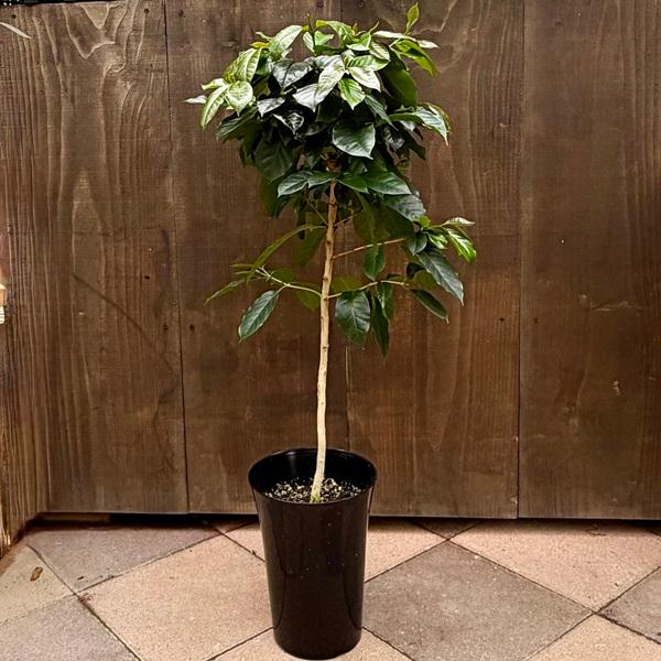科目：アカネ科／属名：コーヒーノキ属／別名：アラビカコーヒー／花言葉：一緒に休みましょう／非耐寒性常緑低木／花時期：5月〜6月／草丈：5〜200cm／耐寒温度5℃（環境・生育状況により変わります。）撮影：3月※写真は見本となります。樹形やボ...