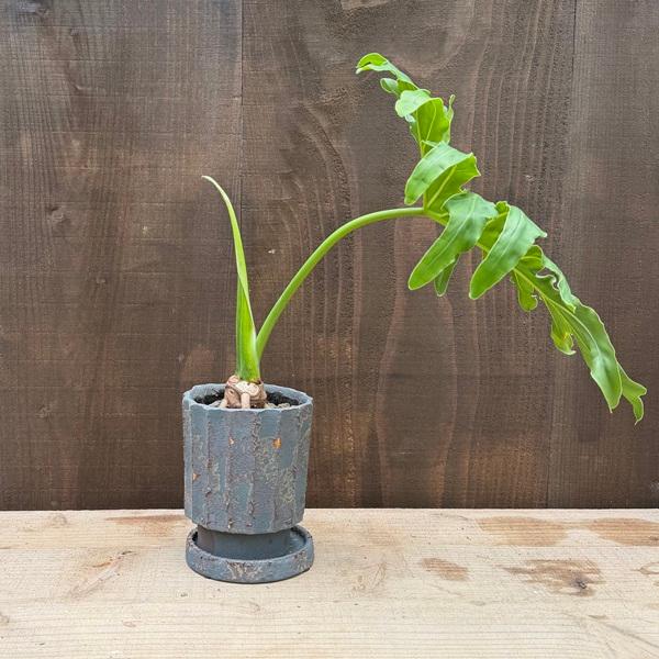 科目：サトイモ科／属名：フィロデンドロン属／非耐寒性多年草／耐寒温度5℃（環境・生育状況により変わります）撮影：3月●サイズ鉢径：約11ｃｍ　全高：約30〜40ｃｍ　幅：約30〜40ｃｍ●ご確認ください写真は見本となります。樹形や葉数、ボリ...