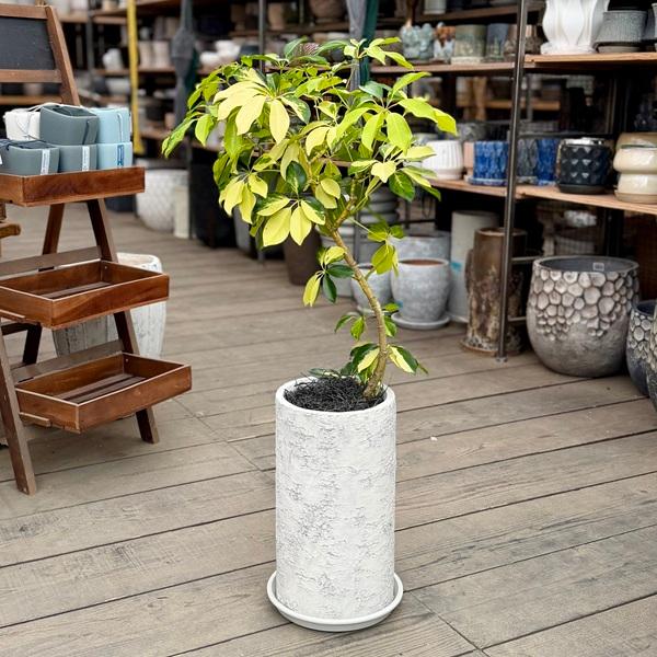 科目：ウコギ科／属名：シェフレラ属 ／非耐寒性常緑性多年草／草丈：30cm〜200cm／耐寒温度10℃（環境・生育状況により変わります）撮影：4月※写真は見本となります。樹形やボリュームなど個体差があります。※植物ですのでお届け時期により状...