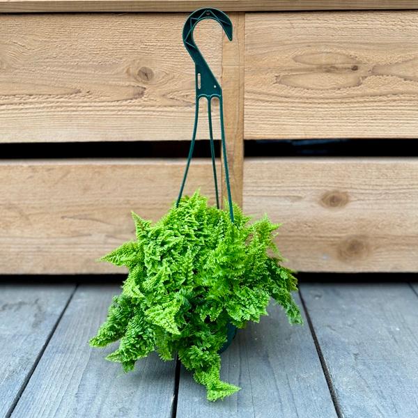 こんもりとした質感を持つ矮性（わいせい）シダ植物です。科目：ツルシダ科／別名：タマシダ／半常緑多年草／耐寒温度：0℃（環境・生育状況により変わります）撮影：4月●サイズ鉢径：約15cm　全高：約49cm(吊り上部〜鉢底まで)　幅：約25〜3...
