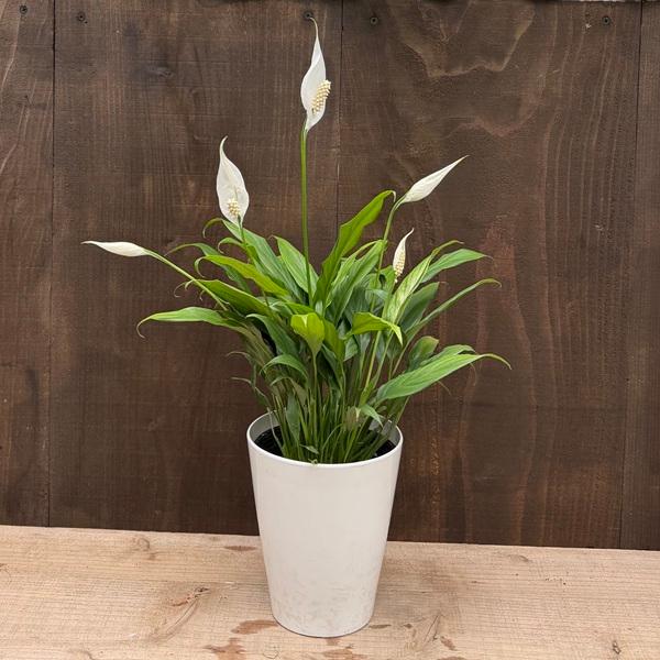 科目：サトイモ科／学名：Spathiphyllum／原産国：熱帯アメリカまたは東南アジア／非耐寒性常緑多年草／耐寒温度：10℃／（環境・生育状況により変わります）撮影：4月●ご確認ください写真は見本となります。樹形やボリュームなど多少異なり...