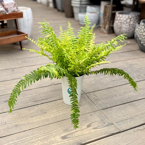 科目：ツルシダ科／別名：タマシダ／半常緑多年草／耐寒温度：0℃（環境・生育状況により変わります）撮影：4月●サイズ鉢径：約15ｃｍ　全高：約50〜60ｃｍ　幅：約50〜60ｃｍ●ご確認ください写真は見本となります。樹形やボリュームなど多少異...