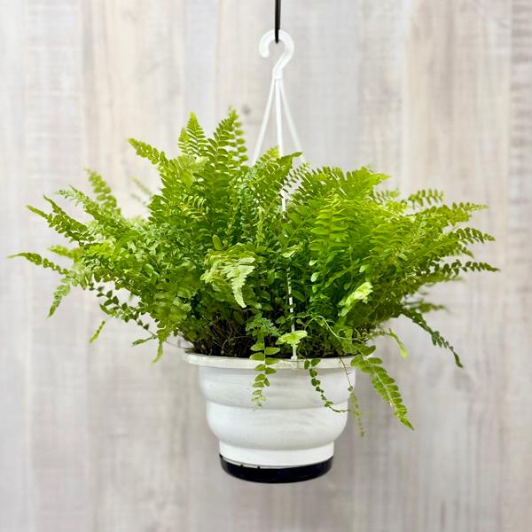 科目：ツルシダ科／別名：タマシダ／半常緑多年草／耐寒温度：0℃（環境・生育状況により変わります）撮影日：4月●ご確認ください写真は見本となります。樹形やボリュームなど多少異なります。植物ですのでお届け時期により状態は変わります。鉢の色や形状...