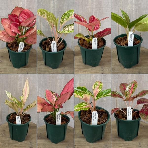 アグラオネマ（Aglaonema）は美しい葉の模様や色を楽しむ観葉植物として人気があります。お好みの品種をお選びください。科目：サトイモ科／属名：アグラオネマ属／別名：リョクチク ／非耐寒性常緑多年草／耐寒温度：10℃（環境・生育状況により...