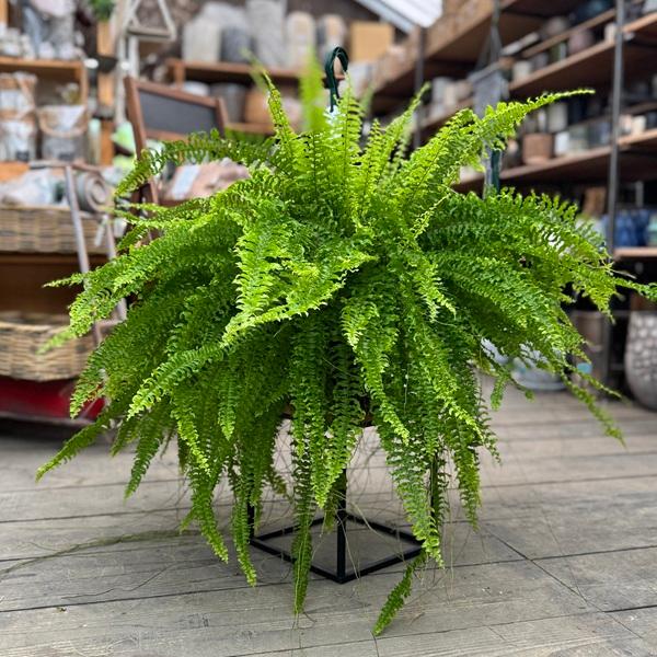 ツデーはタマシダ属の観葉植物で、コンパクトなタイプです。科目：ツルシダ科／別名：タマシダ／半常緑多年草／耐寒温度：0℃（環境・生育状況により変わります）撮影：10月●サイズ鉢径：約24cm　全高：約60cm(吊り上部〜鉢底まで)　幅：約10...