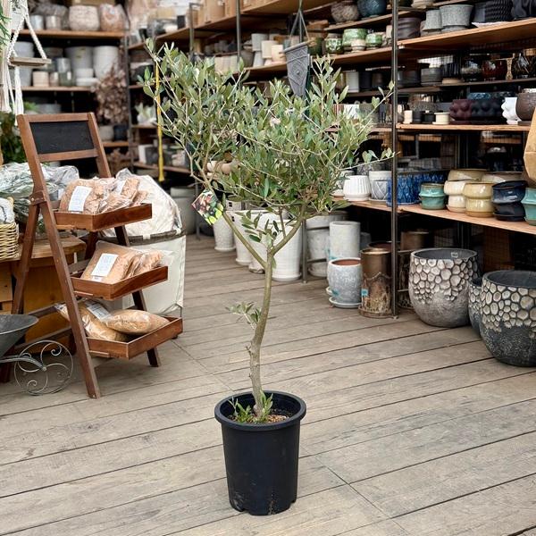 縁起の良いオリーブの木。花言葉は平和・知恵・勝利。樹形が直立型で、簡単に整えやすくコンテナや鉢植えでも綺麗に育ちます。撮影日：2025.11※大型便配送の為、北海道、沖縄への配送はできません。＊植物ですのでお届け時期により状態は変わります。...