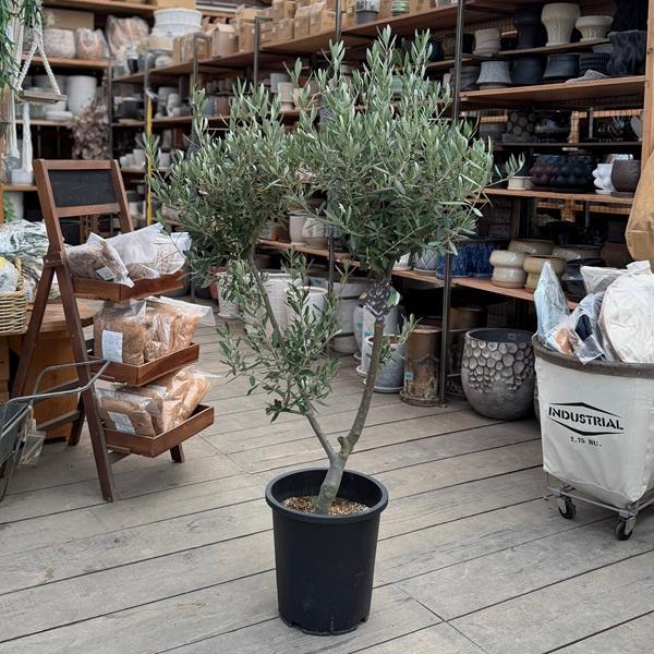 若い木でも結実しやすいのが特徴。樹形が直立性で整いやすく、オリーブ初心者の方でも安心の人気品種です。●ご確認ください実付でお届け商品ではございません。季節により状態は異なります。プラスチックポットまたはポリポットでのお届けとなります。送料無...