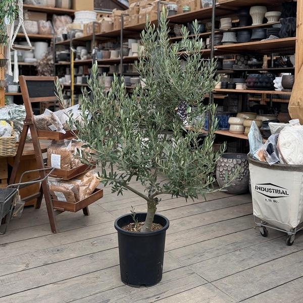 若い木でも結実しやすいのが特徴。樹形が直立性で整いやすく、オリーブ初心者の方でも安心の人気品種です。●ご確認ください実付でお届け商品ではございません。季節により状態は異なります。プラスチックポットまたはポリポットでのお届けとなります。送料無...