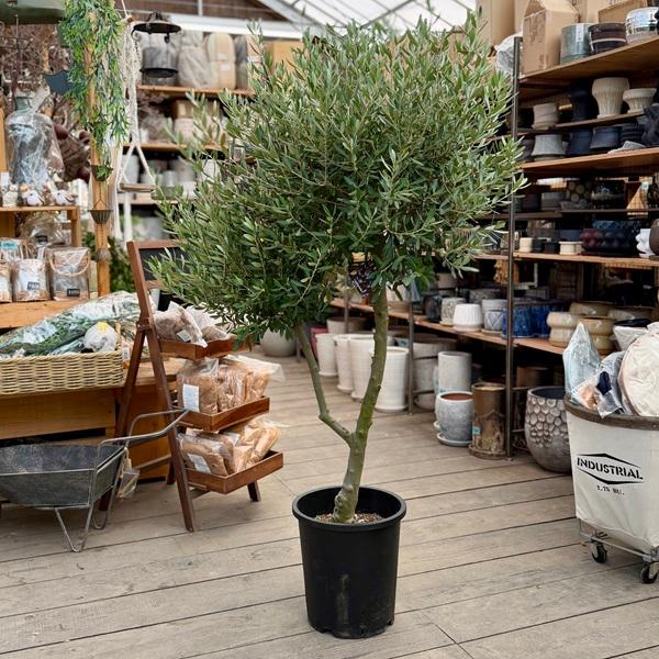 若い木でも結実しやすいのが特徴。樹形が直立性で整いやすく、オリーブ初心者の方でも安心の人気品種です。●ご確認ください実付でお届け商品ではございません。季節により状態は異なります。プラスチックポットまたはポリポットでのお届けとなります。送料無...