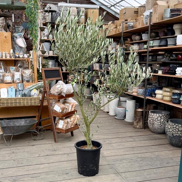 樹種：オリーブ（ミッション）撮影日：2026年1月樹形が直立型で、簡単に整えやすくコンテナや鉢植えでも綺麗に育ちます。●ご確認ください実付でお届け商品ではございません。季節により状態は異なります。プラスチックポットでのお届けとなります。送料...