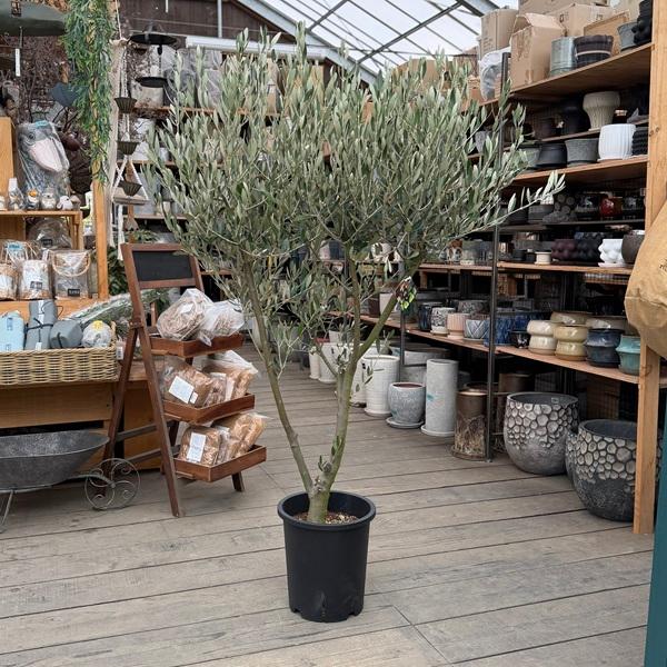 樹種：オリーブ（ミッション）撮影日：2026年1月樹形が直立型で、簡単に整えやすくコンテナや鉢植えでも綺麗に育ちます。●ご確認ください実付でお届け商品ではございません。季節により状態は異なります。プラスチックポットでのお届けとなります。送料...