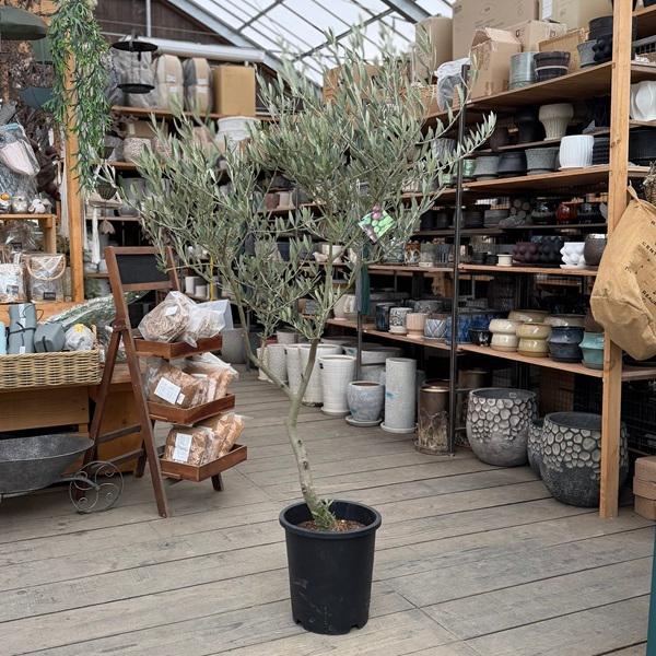 樹種：オリーブ（ピクアル）撮影日：2026年1月縁起の良いオリーブの木。花言葉は平和・知恵・勝利。枝葉が繁りやすく樹形がまとまる品種です。葉はやや薄めの緑葉でやや大きめ、実は完熟すると黒く光沢のある楕円形が特徴です。●ご確認ください実付でお...