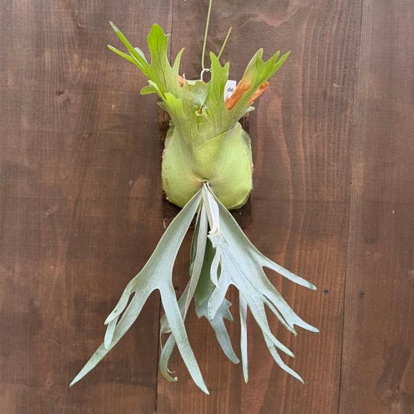 黄色味を帯びた葉が特徴的で、生長すると鹿の角のような形状の胞子葉が伸び、インパクトのある姿になります。ウラボシ科コウモリラン属／耐寒温度約5℃（環境・生育状況により変わります）撮影：3月※写真の現品をお届けします。※植物ですのでお届け時期に...