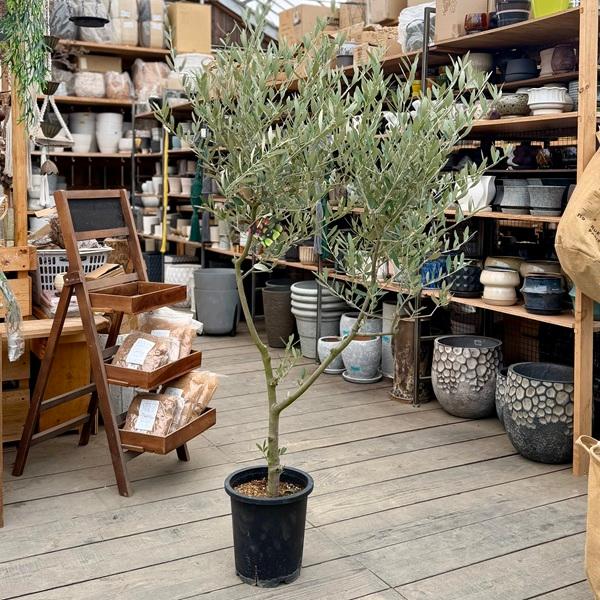樹形が直立型で、簡単に整えやすくコンテナや鉢植えでも綺麗に育ちます。樹種：オリーブ（ミッション）撮影日：2026.03.16●ご確認ください大型便配送の為、北海道、沖縄への配送はできません。植物ですのでお届け時期により状態は変わります。写真...