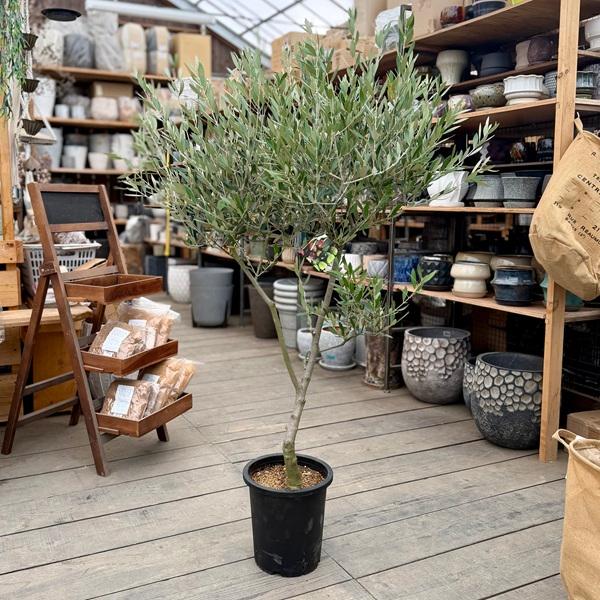 樹形が直立型で、簡単に整えやすくコンテナや鉢植えでも綺麗に育ちます。樹種：オリーブ（ミッション）撮影日：2026.03.16●ご確認ください大型便配送の為、北海道、沖縄への配送はできません。植物ですのでお届け時期により状態は変わります。写真...