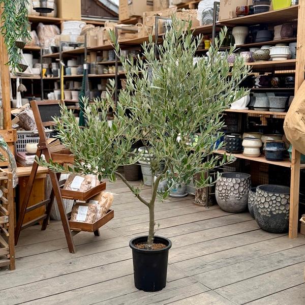 樹形が直立型で、簡単に整えやすくコンテナや鉢植えでも綺麗に育ちます。樹種：オリーブ（ミッション）撮影日：2026.03.16●ご確認ください大型便配送の為、北海道、沖縄への配送はできません。植物ですのでお届け時期により状態は変わります。写真...