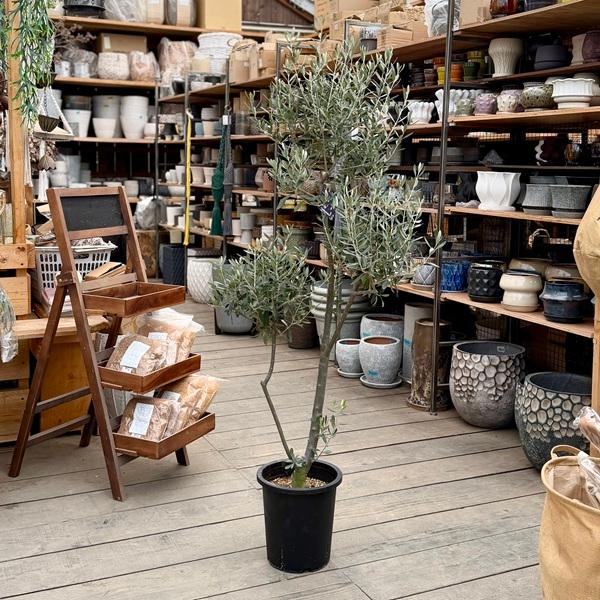 縁起の良いオリーブの木。花言葉は平和・知恵・勝利。上に伸びる直立性の樹形で銀色がかった葉が美しいです。撮影日：2026.03.16※大型便配送の為、北海道、沖縄への配送はできません。＊植物ですのでお届け時期により状態は変わります。＊写真の小...