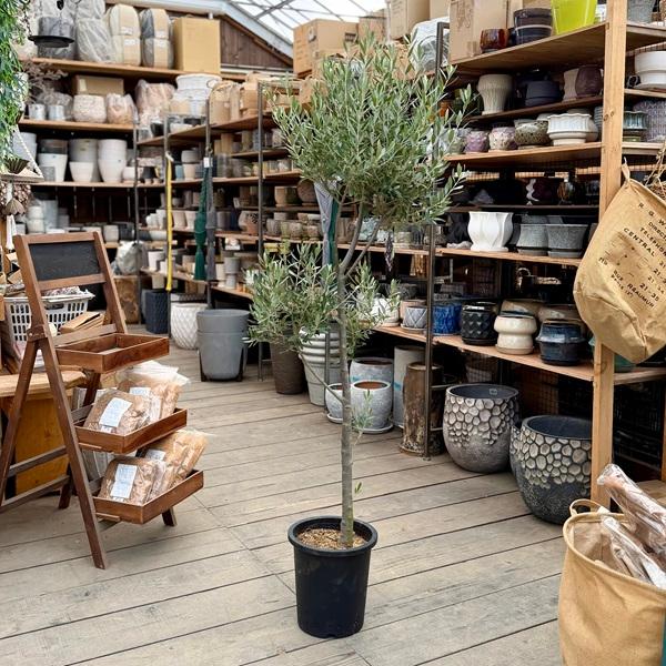 縁起の良いオリーブの木。花言葉は平和・知恵・勝利。上に伸びる直立性の樹形で銀色がかった葉が美しいです。撮影日：2026.03.16※大型便配送の為、北海道、沖縄への配送はできません。＊植物ですのでお届け時期により状態は変わります。＊写真の小...