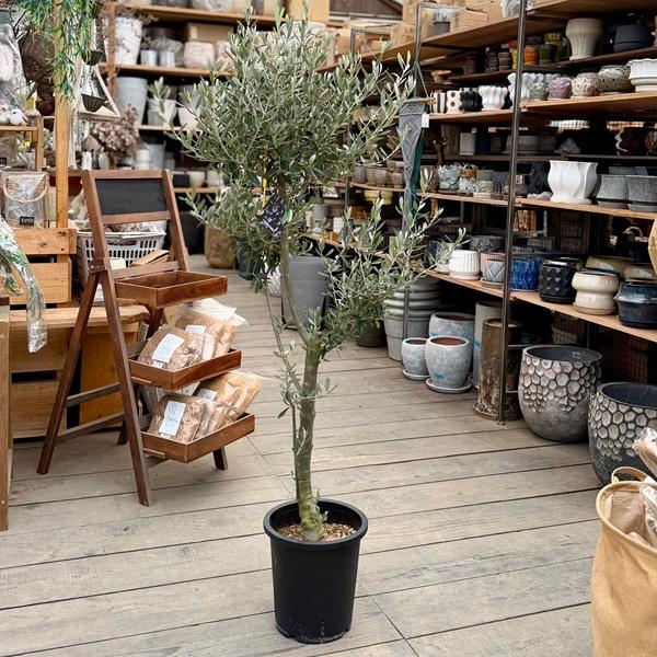 縁起の良いオリーブの木。花言葉は平和・知恵・勝利。上に伸びる直立性の樹形で銀色がかった葉が美しいです。撮影日：2026.03.16※大型便配送の為、北海道、沖縄への配送はできません。＊植物ですのでお届け時期により状態は変わります。＊写真の小...