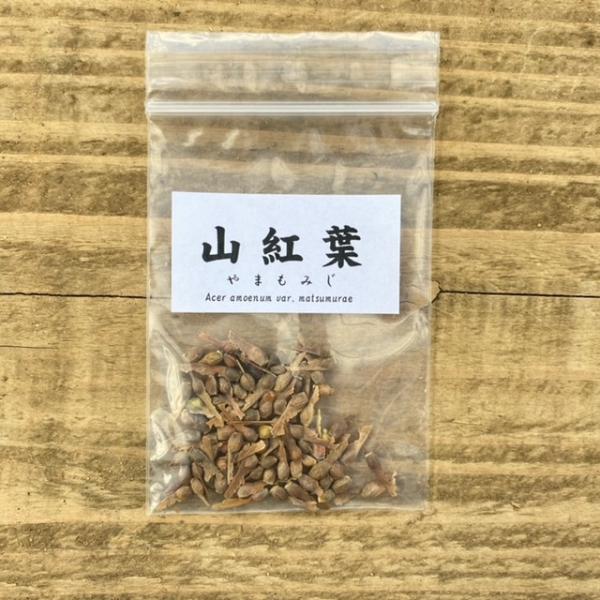 今年度大阪府で採取できたものを当店で詰めたもので、袋は透明のビニール袋です。 親木も性の良いものから採取しました。*蒔き方などの注意事項を記載した説明書をおつけします。約2.0ｍｌ（約50粒） 　　配送　　追跡可能メール便での発送の場合、配...