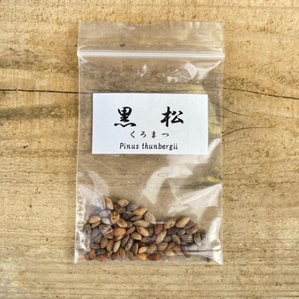 今年度、愛知県で採取できたものを当店で詰めたもので、袋は透明のビニール袋です。 約1.5ml（約40粒） ※今年は『しいな』が多い為量をおおめにいれております。*蒔き方などの注意事項を記載した説明書をおつけします。配送追跡可能メール便での発...