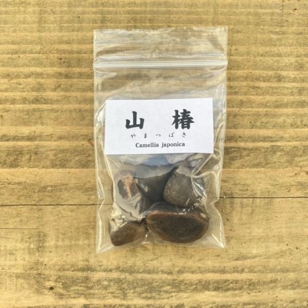 今年度(秋　千葉県産）採取できたものを当店で詰めたもので、袋は透明のビニール袋です。  　容量： 6粒 *蒔き方などの注意事項を記載した説明書をおつけします。配送　　追跡可能メール便での発送の場合、配達ご希望日時がご指定できません。発送日よ...