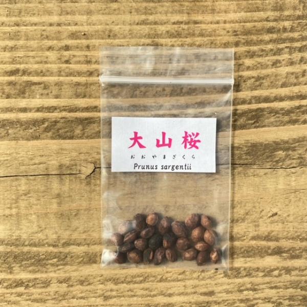 盆栽種子：大山桜今年度春に長野県で採取できたものを当店で詰めたもので、袋は透明のビニール袋です。*蒔き方などの注意事項を記載した説明書をおつけします。サイズ容量約3.0ｍl 　約20粒配送追跡可能ネコポス便での発送の場合、配達ご希望日時がご...