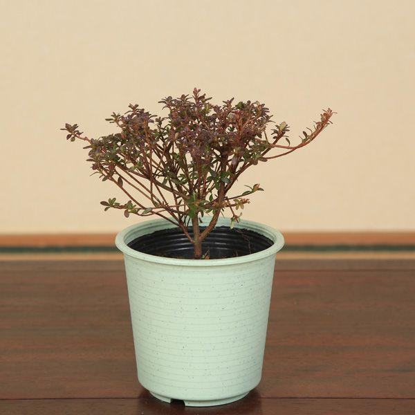 樹種：雲仙米ツツジ（うんぜんこめつつじ）　撮影日：2月樹高：約10ｃｍ　鉢径：9ｃｍポット　　常緑樹。4月頃に薄紫の可憐なお花が楽しめます。＊数量ものの為、写真と若干形状が異なる場合がございます。