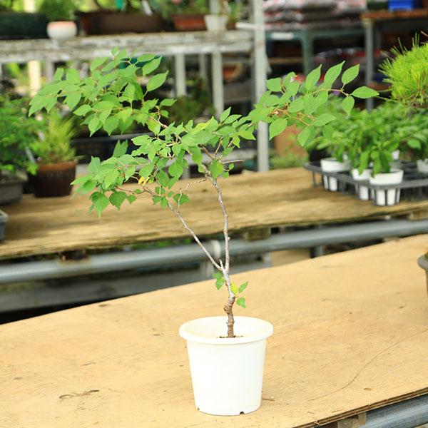 樹種：富士桜　　品種：湖上の舞撮影日：6月落葉樹。開花時期：4月湖上の舞は細い枝が龍のようにくねくねと伸び、雲竜形（うんりゅうがた）という枝の伸び方をします。富士桜の花は小さく、下向きに咲きます。花芽をつけるコツは、春から夏にたくさんの日光...