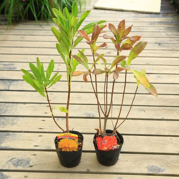 樹種（品種）：カバレンゲツツジ（紅花）、キレンゲツツジ（黄花）撮影日：花：4月落葉低木。 落葉性のツツジでカバレンゲは朱色に近い色の花を付けます。枝先にまとまってお花を付けるので非常に目立ちます。 ＊数量ものの為、写真と若干形状が異なる場合...