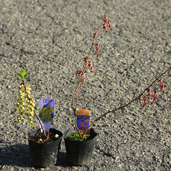 樹種：キブシ撮影日：10月落葉樹。3-4月ごろに下に流れるように花が長く連なって咲きます。開花：3〜4月＊数量ものの為、写真と若干形状が異なる場合がございます。＊成長に伴い樹高が高くなっている場合があります。＊随時入荷するため、又は剪定など...