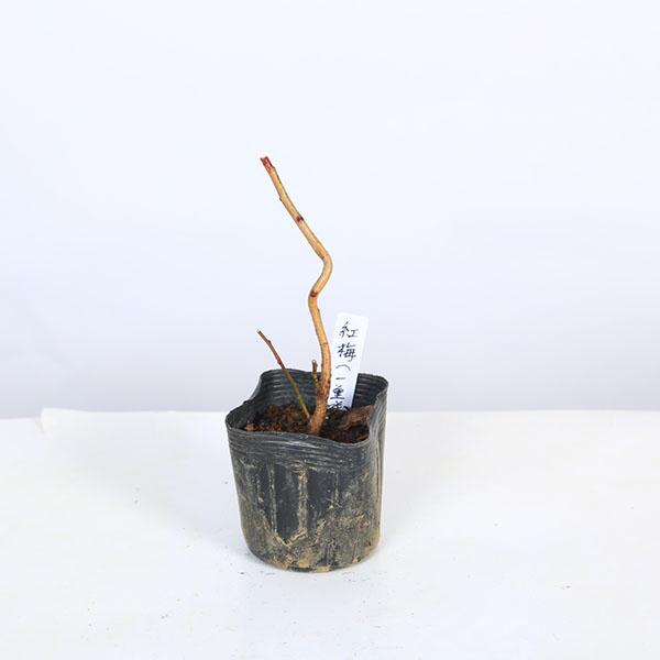 樹種：梅　（紅梅・一重咲）撮影日：1月落葉樹。1月中旬〜3月上旬にかけて開花します。＊数量ものの為、写真と若干形状が異なる場合がございます。＊時期により短く剪定している場合があります。＊成長に伴い樹高が高くなっている場合があります。サイズ樹...