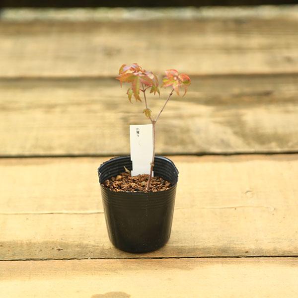 樹種：出猩々もみじ撮影日：5月落葉樹。もみじは新緑の美しさと秋の紅葉は言うまでもなく、涼しげな葉で四季を通じて楽しめます。丈夫で育てやすい人気樹種です。＊数量ものの為、写真と若干形状が異なる場合がございます。＊成長に伴い樹高が高くなっている...