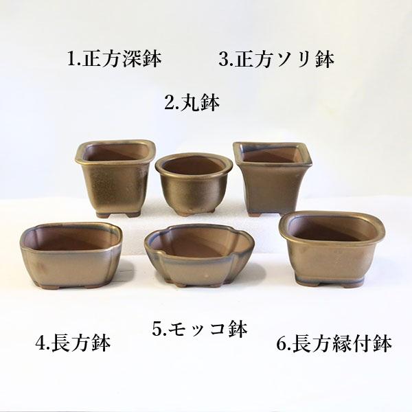 商品説明鉢：国産鉢　ゴールド　3.5号*資材サイズ1.正方深鉢　鉢径：10cm　高さ：7.8cm2.丸鉢　鉢径：9.5cm　高さ：6.0cm3.正方ソリ鉢　鉢径：9.5cm　高さ：7.5cm4.長方鉢　鉢径：11.5cm　高さ：5.2cm5...