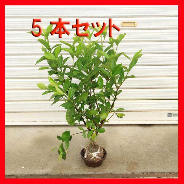 樹種：梔子（くちなし）　撮影日：9月樹高：約30-70ｃｍ※時期により大きさが異なる場合がございます。詳しくは当店までお問い合わせの程よろしくお願い致します。開花時期：6-7月常緑低木樹。八重咲き品種で開花すると、香りがとても強いです。暑さ...