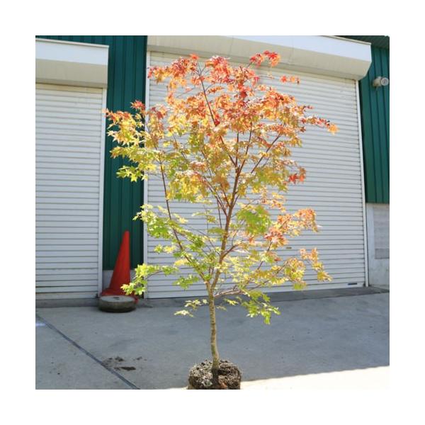 樹種：やまもみじ　撮影日：11月   落葉期：2月※北海道・沖縄県への発送はできません。ご了承の程よろしくお願い致します。樹高（根鉢を含まない）：約150ｃｍ　根巻き：約25ｃｍ落葉樹春の新緑、秋の紅葉が魅力です。和風のお庭はもちろん、洋風...