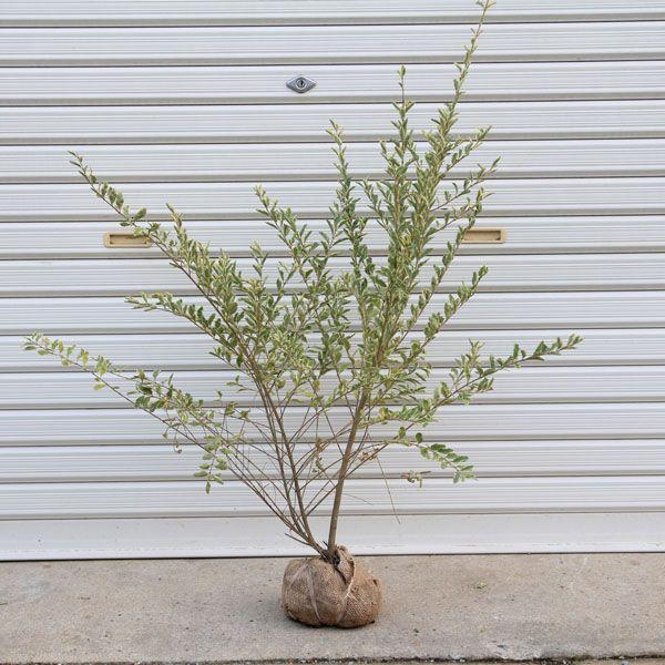 樹種：シルバープリペット撮影日：7月サイズ 樹高：約50-60ｃｍ 常緑低木。プリペットの斑入り品種で剪定によく耐えるので生垣や寄せ植えなどに利用される人気品種です。*根巻き（ポット無）でのお届けとなります。＊数量ものの為、写真と若干形状が...