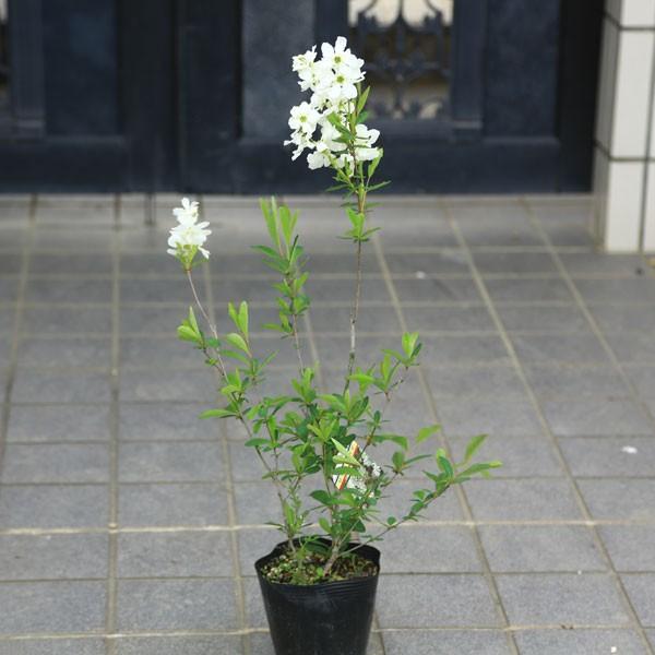 樹種：リキュウバイ　撮影日：3月落葉低木樹。 ４月頃に真っ白な花が咲きます。茶花として人気の樹種です。*ポットでのお届けとなります。 ＊数量ものの為、写真と若干形状が異なる場合がございます。サイズ 樹高（ポットの高さを含まない）：約60-7...