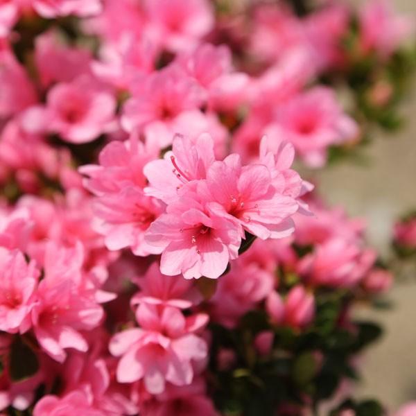 樹種：クルメツツジ （きりん）キリン撮影日：4月常緑低木。花は小輪で、とても花つきがよい品種です。 和風のお庭にも、洋風のお庭にもどちらにもよく似合います。*根巻き（ポット無）でのお届けとなります。＊数量ものの為、写真と若干形状が異なる場合...
