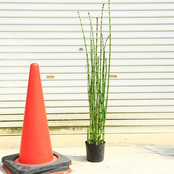 樹種：トクサ（砥草）　品種：ジャンボトクサ（オオトクサ）撮影日：6月樹高：約70-80ｃｍ　鉢径：約18ｃｍ（プラスティック鉢）常緑。「砥ぐ草」から「トクサ」と名づけられました。能のお面などの最後の仕上げにこの「トクサ」を使用していました。...