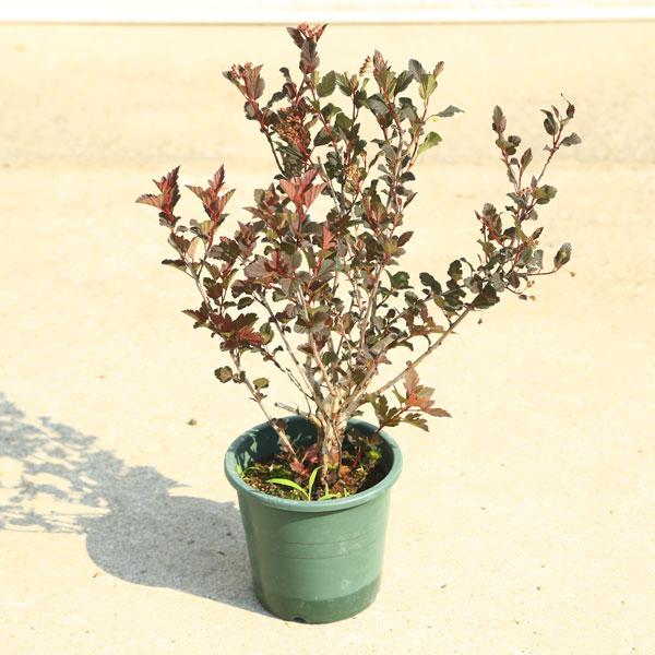 科目：バラ科／耐寒性落葉低木／花時期：夏（環境・生育状況により変わります） 撮影：6月テマリシモツケの矮性品種です。深みのある上品なワイン色の葉がお庭をオシャレにしてくれます。切り込むことでお好みの形・大きさにすることが出来ます。日当たりを...