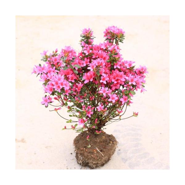 [商品情報]樹種：クルメツツジ （紫籠）撮影日：4月常緑低木。花は小輪で、とても花つきがよい品種です。 和風のお庭にも、洋風のお庭にもどちらにもよく似合います。*根巻き（ポット無）でのお届けとなります。＊数量ものの為、写真と若干形状が異なる...