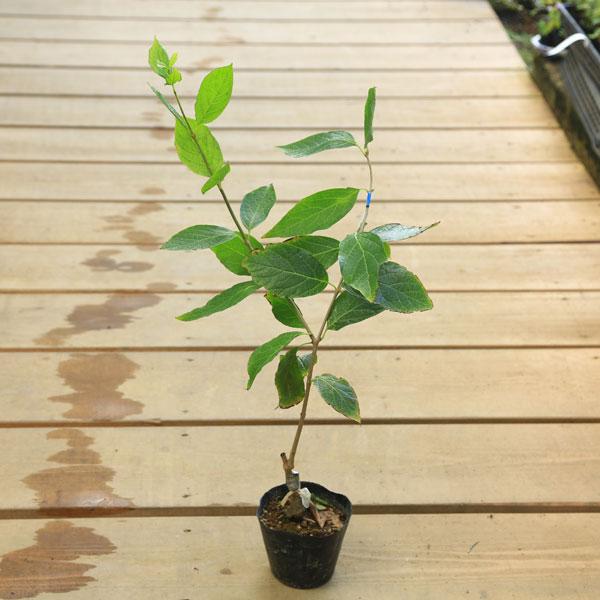 樹種：カリカンサス　ホワイトドレス常緑低木撮影日：9月　＊数量物商品となります。＊季節により状態は異なります。必ずしも花がついているわけではありません。サイズポット：約12ｃｍ　樹高：50ｃｍ　幅：20ｃｍ