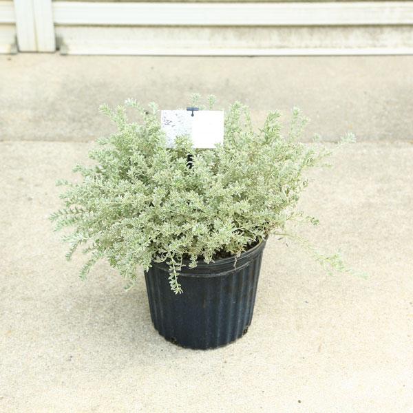 ローズマリーに似た植物ですが、こちらのほうが生育旺盛で育てやすいです。科目：シソ科／属名：ウェストリンギア属 ／非耐寒性常緑低木花時期：4月〜10月／耐寒温度5℃（環境・生育状況により変わります）撮影日：9月＊数量ものの為、写真と形状が異な...