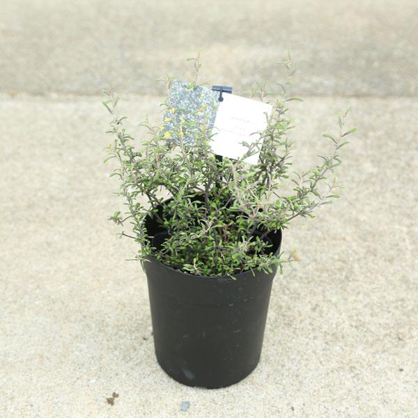 庭木苗・植木苗：コロキア・コトネアスター撮影日：9月＊数量ものの為、写真と形状が異なる場合がございます。＊季節により状態は異なります。ポットの材質などは予告なく変更される場合がございます。サイズポット：約15ｃｍ　樹高：20ｃｍ　幅：20ｃｍ