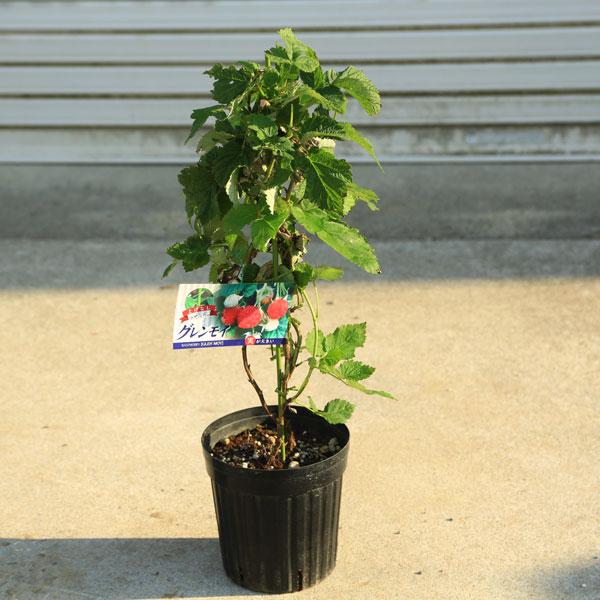 庭木・植木・果樹苗：グレンモイ（トゲなしラズベリー）撮影日：11月＊数量ものの為、写真と形状が異なる場合がございます。＊季節により状態は異なります。ポットの材質などは予告なく変更される場合がございます。サイズポット：約15.5ｃｍ　樹高：4...